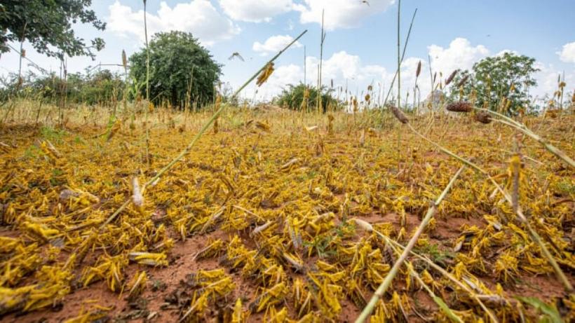 Sleepless Nights for UP Farmers as Locusts Damage Crops in Several ...