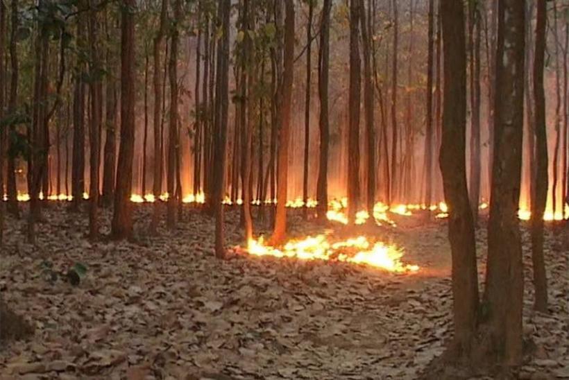 Forest Fires in North India: A Man-Made Disaster | NewsClick