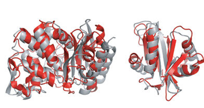 New Method of Protein Structure Elucidation with Mutant Genes | NewsClick