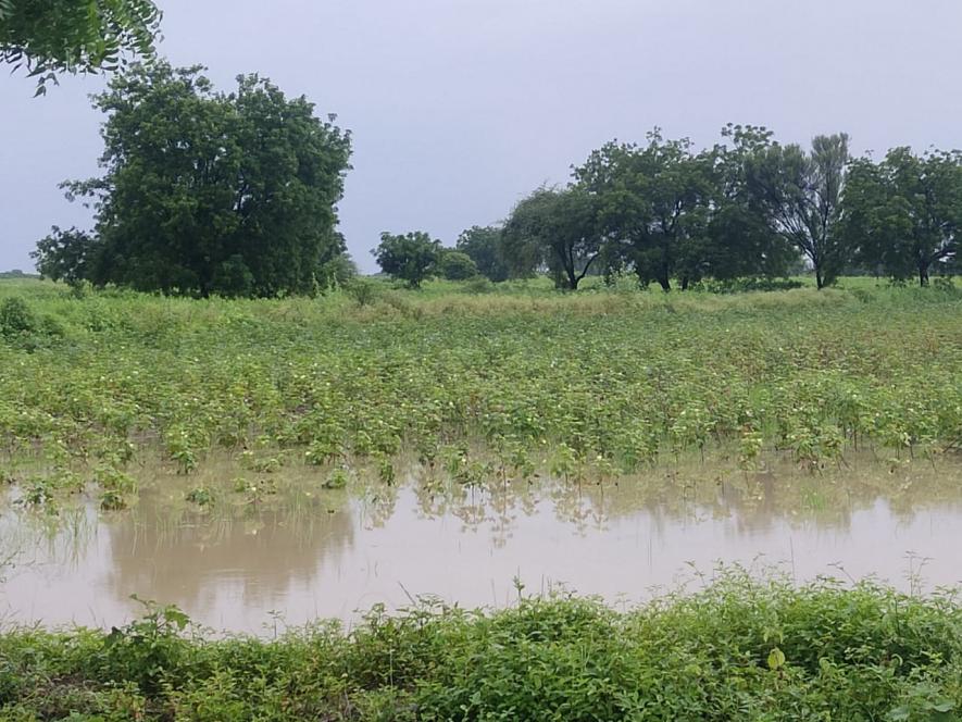 Farmers Face Heavy Losses as Excessive Rain Damages Crops in Drought ...