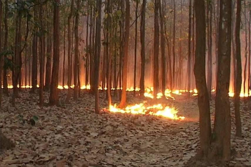 Forest Fires in North India: A Man-Made Disaster | NewsClick