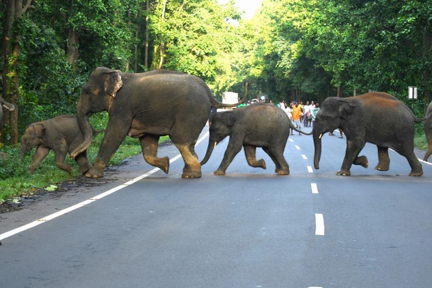 GROUND REPORT: Elephant Attacks Cast Shadow of Fear Over 4 Bengal ...