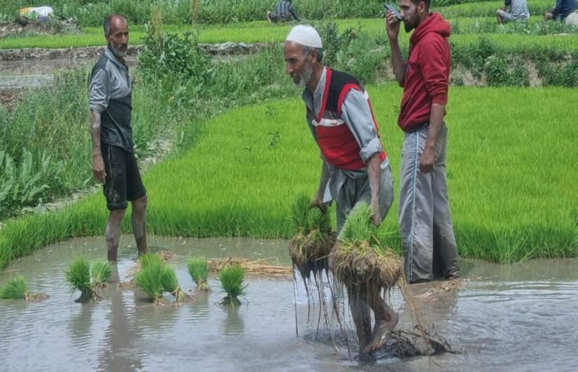 Mushk Budji Rice Better Than Apple for Farmers of Kashmir’s Sagam ...