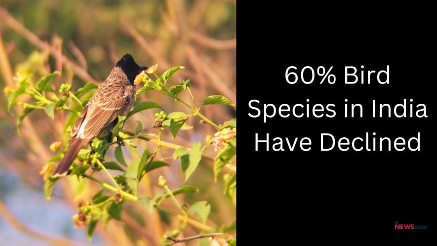60% Bird Species in India Have Declined Over 30 Years: Report | NewsClick