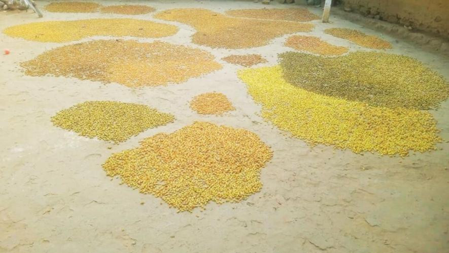 They’re All Us: A Glimpse of Life & Livelihoods in Sukma | NewsClick