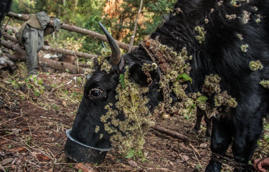 ‘The Happy Days are Now Just Nostalgia’ | NewsClick